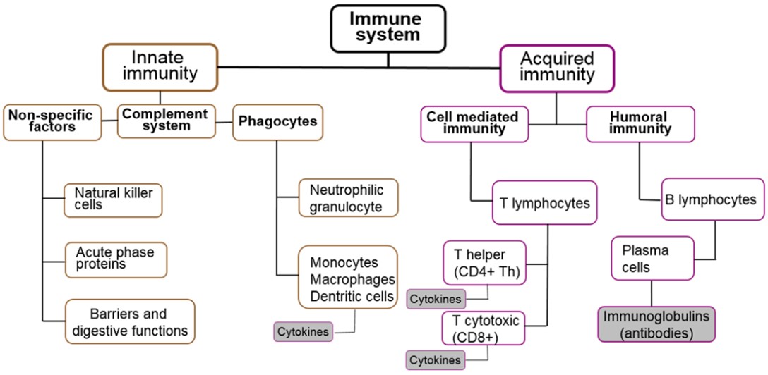 Roles of functional amino acids in the immune system of pigs