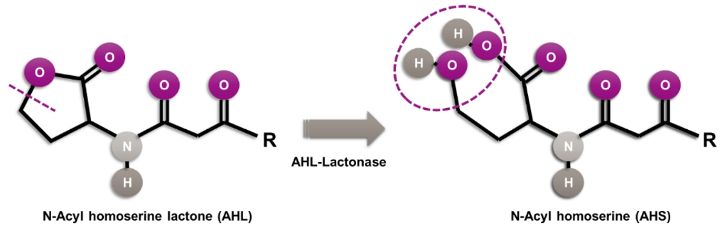 Probiotics - what we have learned over the years